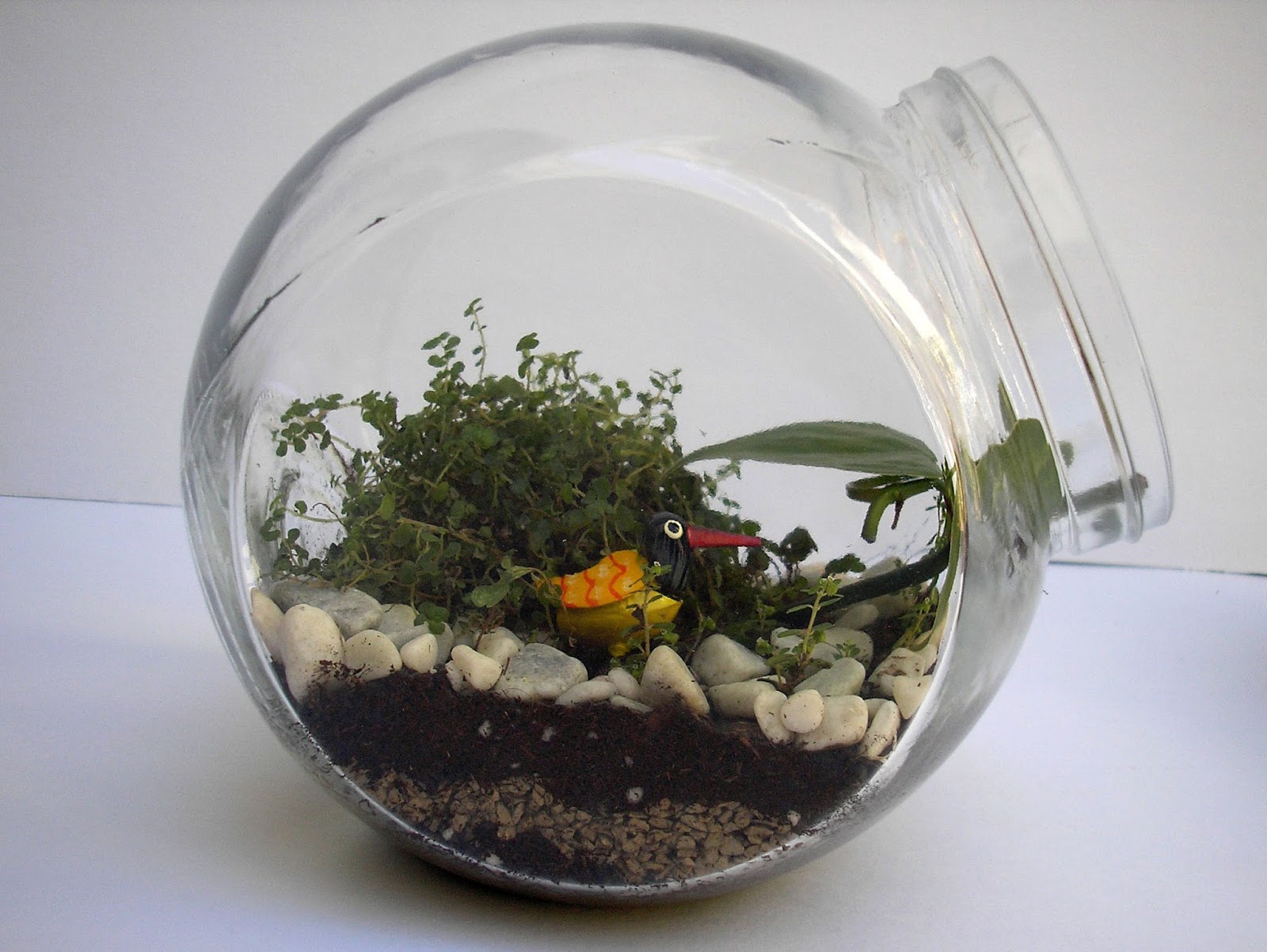 El Rincón de Vero ♫ ♪: Como hacer un Terrario