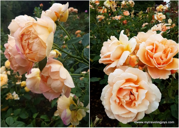 6 Spots for Summer Roses in London ~ My Traveling Joys
