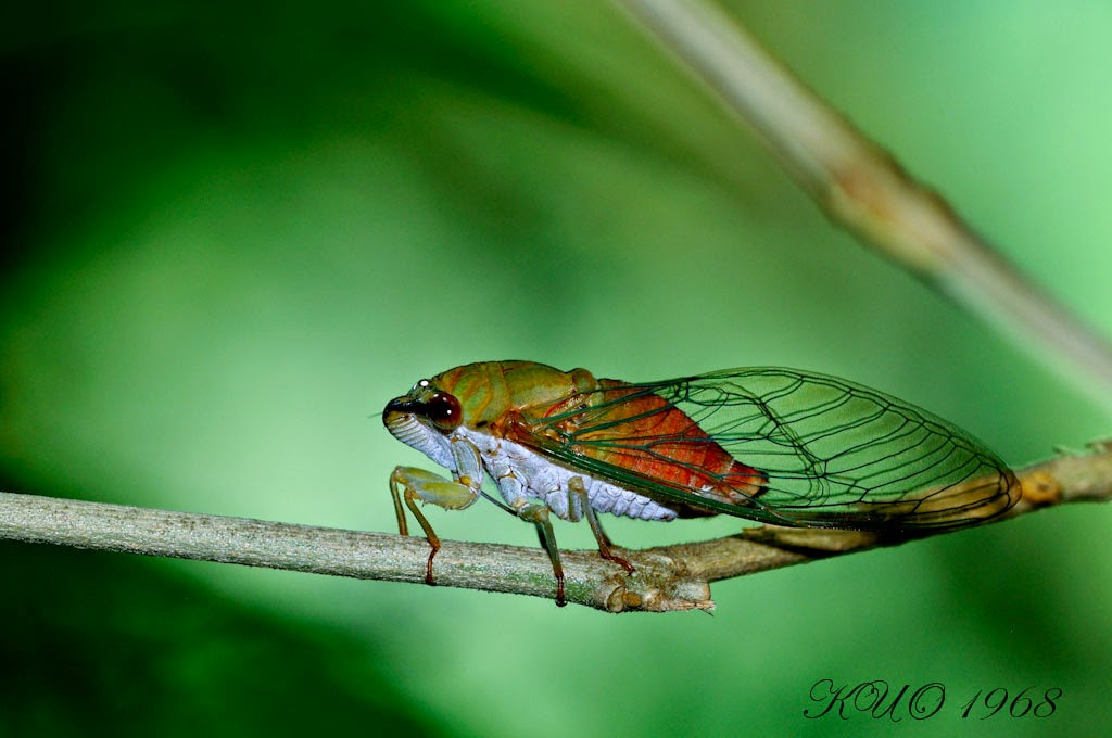Variety of Life: Cicadidae