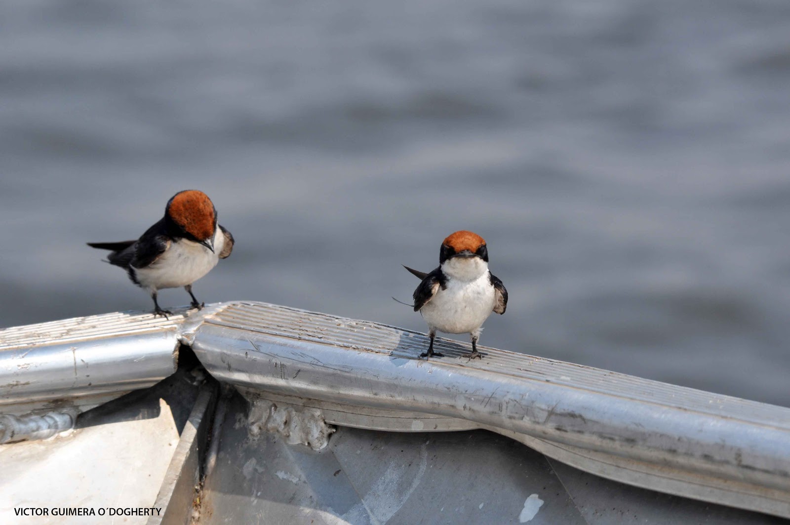 Mis imágenes de aves: FOTOS DE LA GOLONDRINA COLILARGA