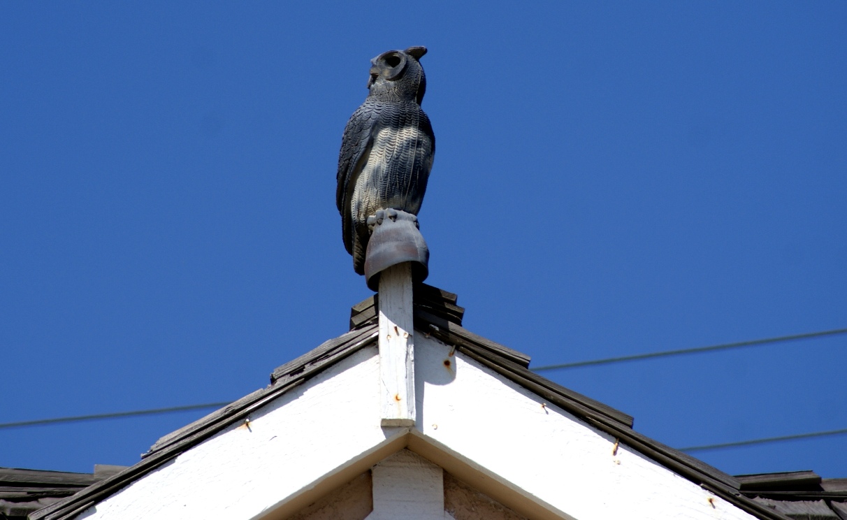 A photo, A thought............: Observation: Great horned owl statues