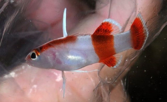 Bladefin basslet (Jeboehlkia gladifer, C.C. Baldwin and G.D. Johnson, 1991)