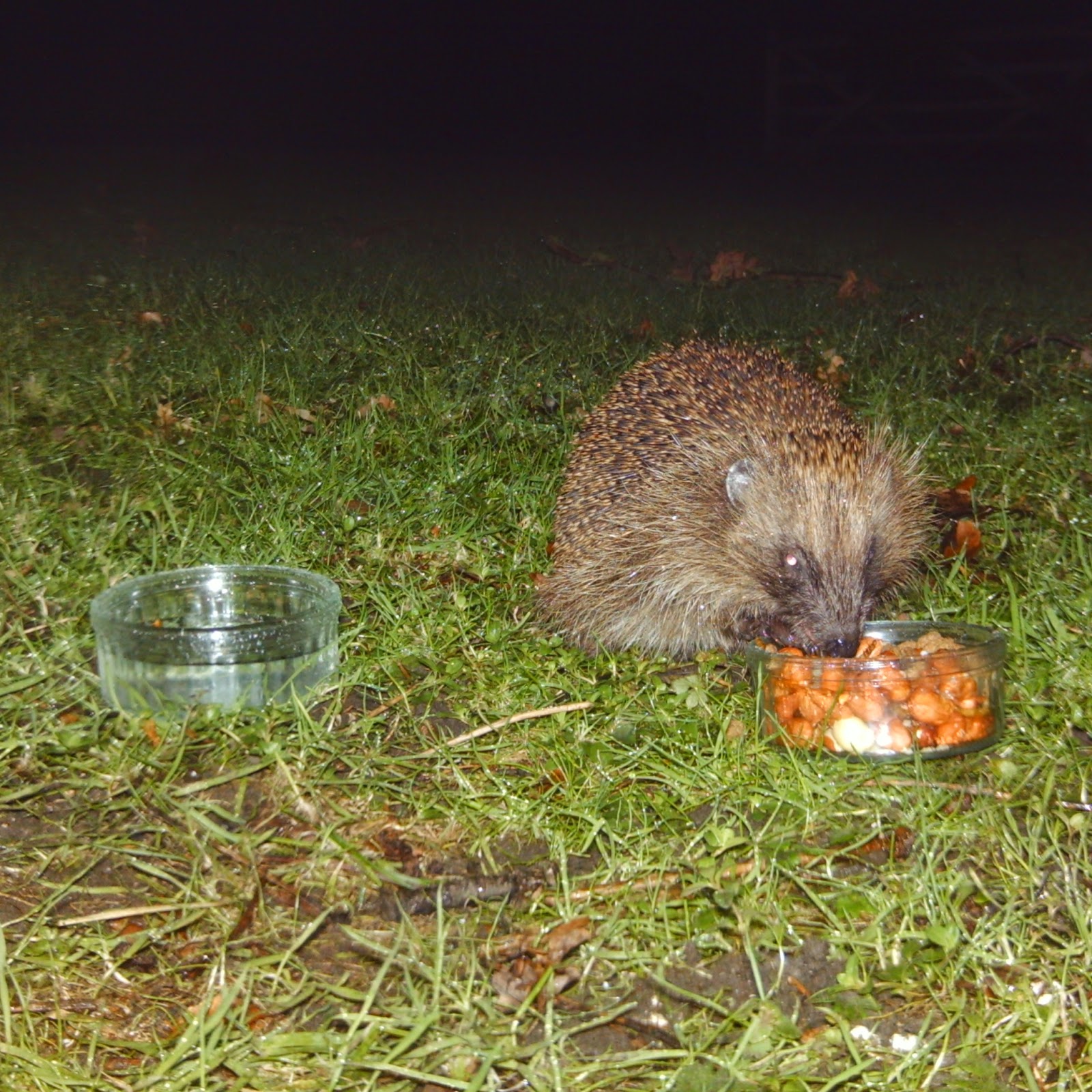 TrogTrogBlog: The Very Hungry Hedgehog