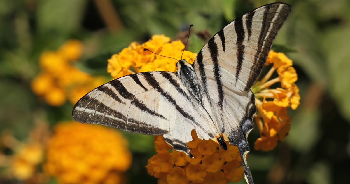 Lowestoft Birding: Birds & wildlife of Rhodes part 2