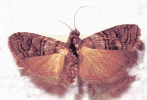 December 2012 - Insects Morphology