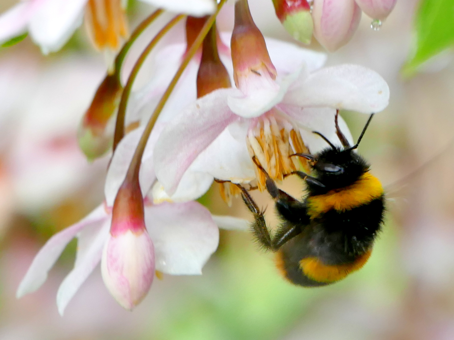 Peter Lovett's ramblings : Three Queen Bumblebees and soaked workers in ...