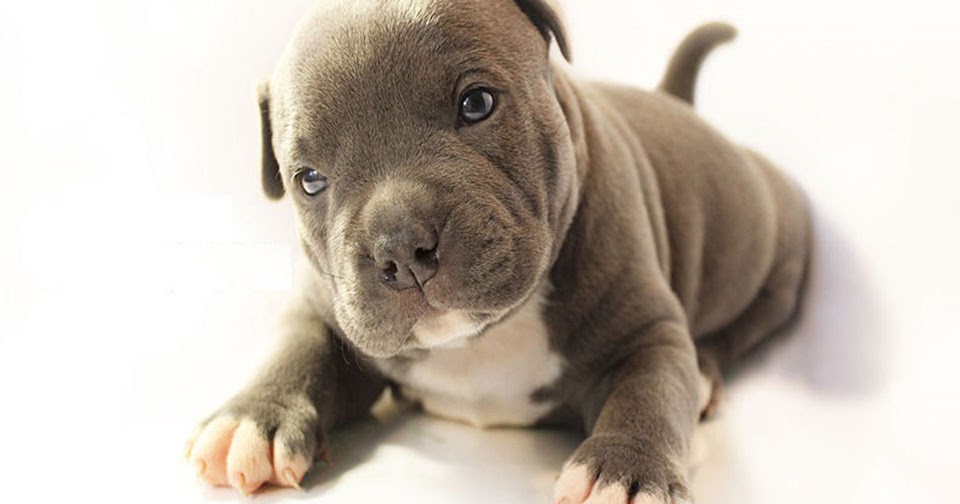 Cute Puppy Pictures of American Bully