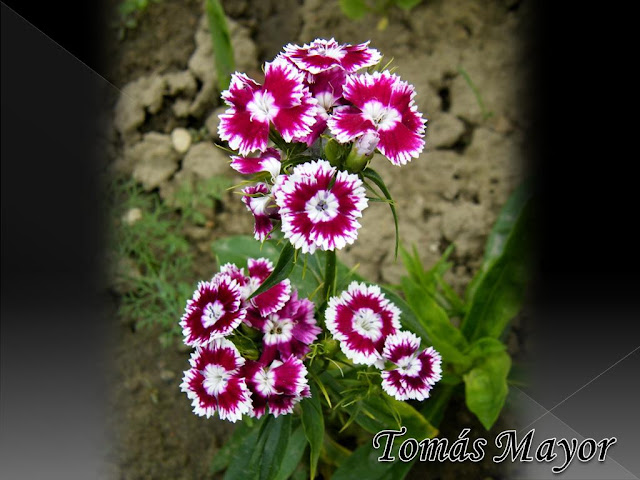 Flores y plantas silvestres: " Dianthus barbatus ". Clavelina. Clavel ...