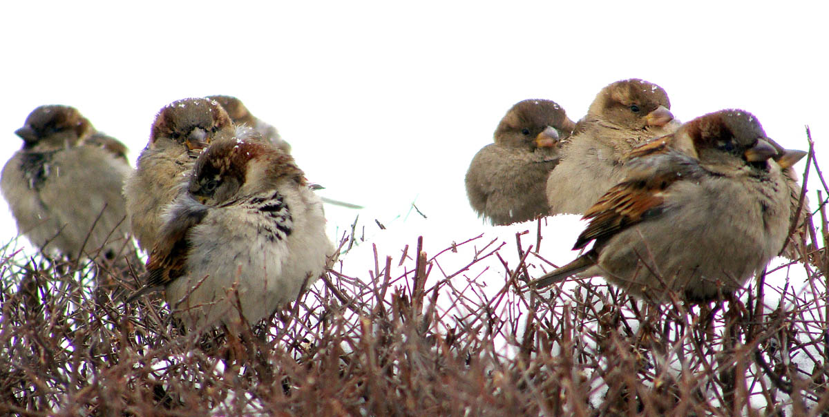 Speranta, credinta si iubire: Somnoroase pasarele
