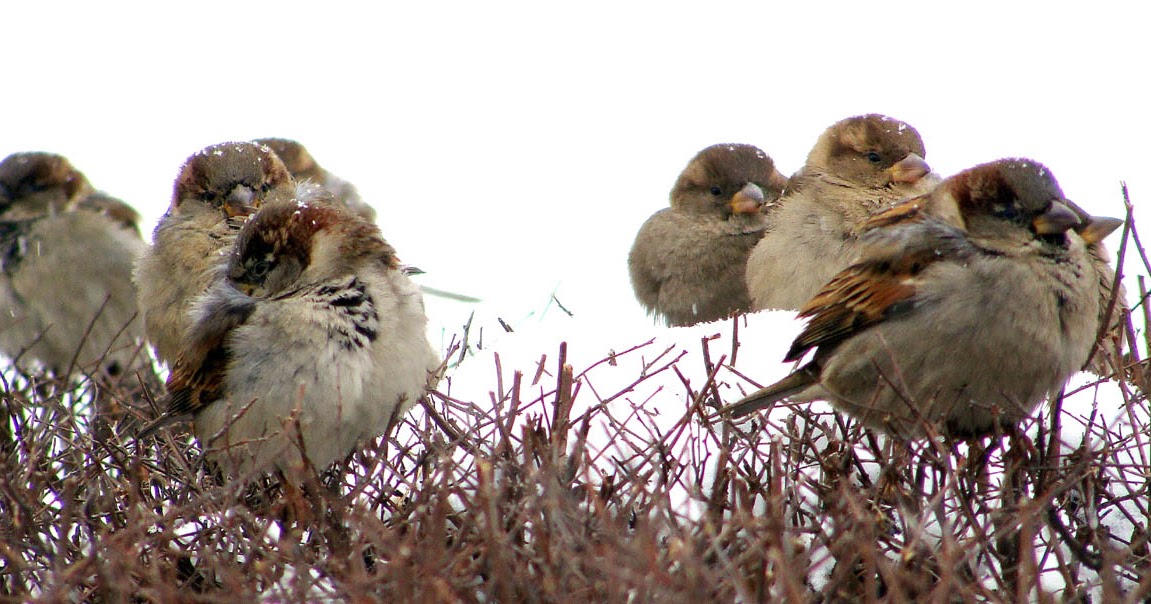 Speranta, credinta si iubire: Somnoroase pasarele