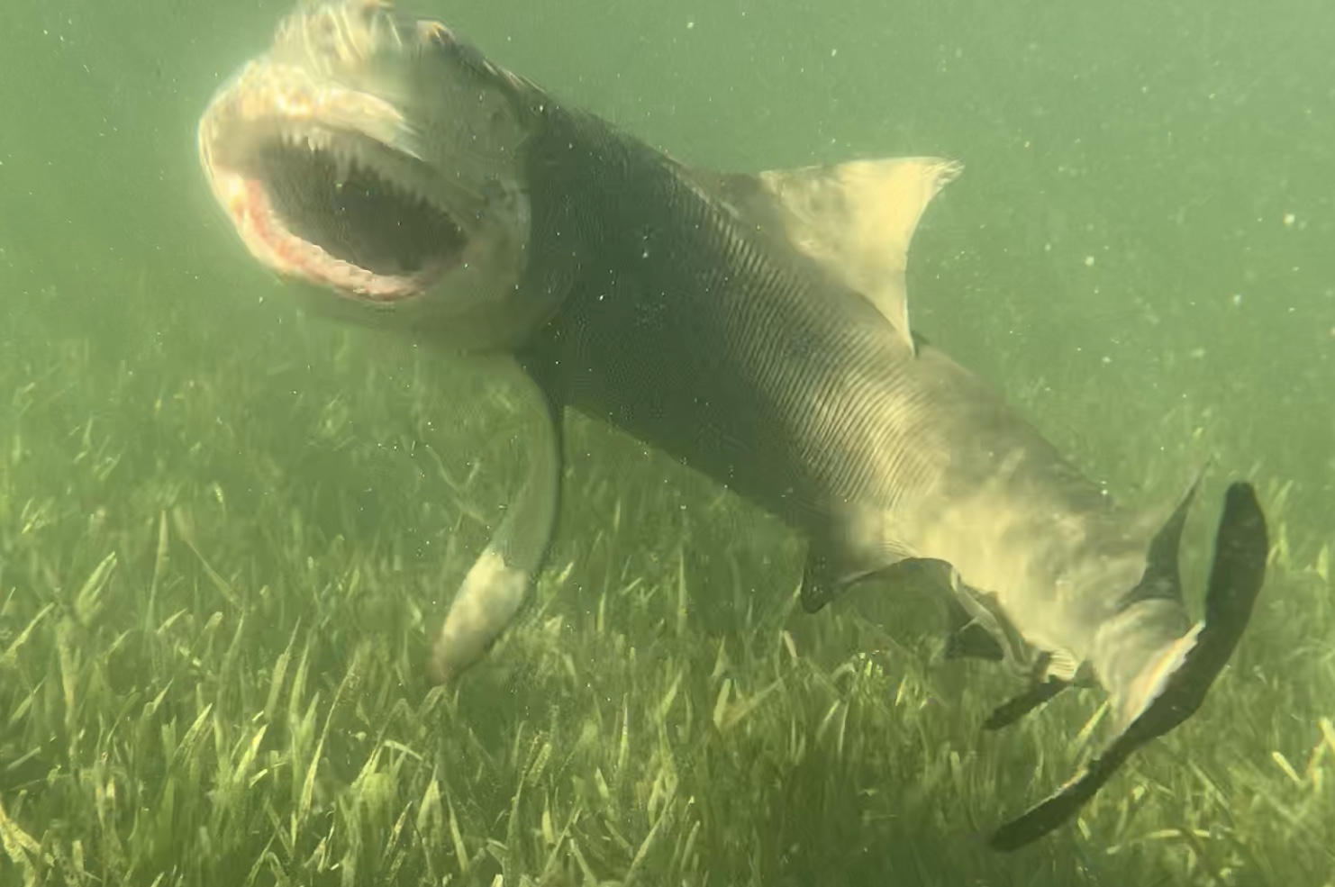 Jersey Cape Guide Service: Underwater shark footage