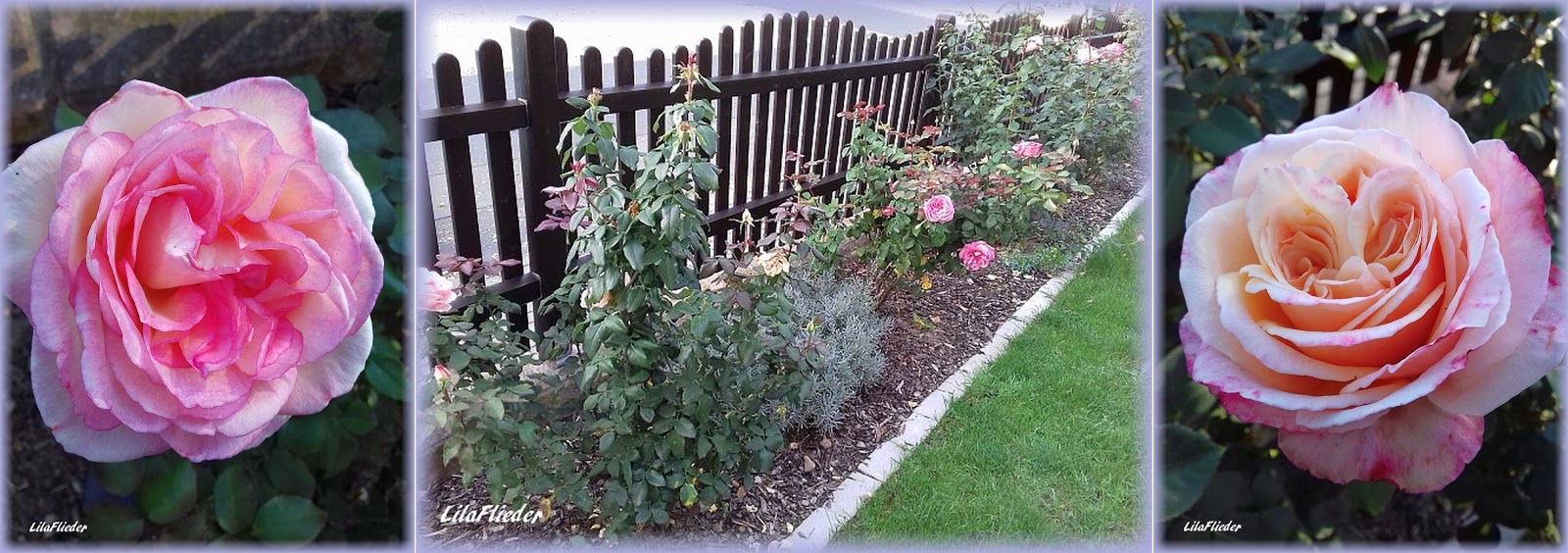 Lila-Flieder-Garten: Neues Rosenbeet
