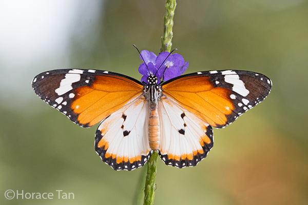 Butterflies of Singapore: Life History of the Plain Tiger