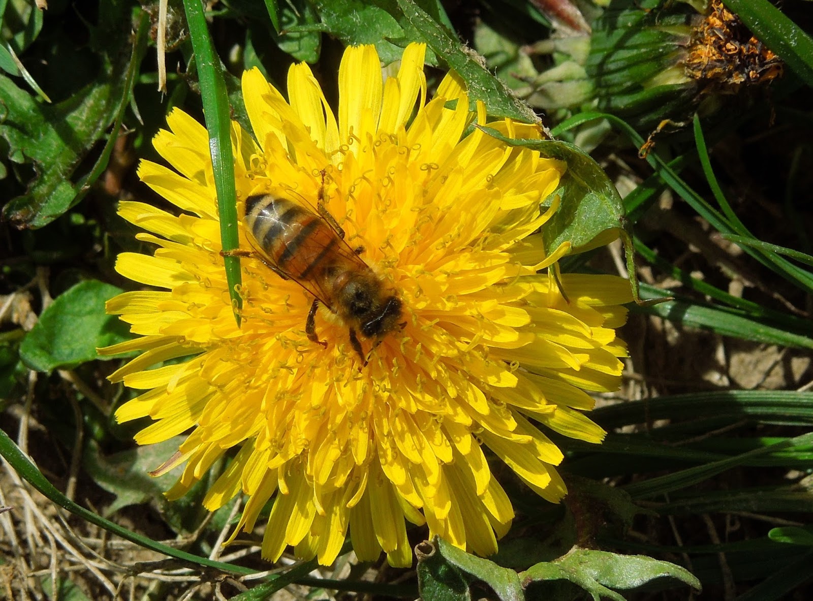 Dani's Daily Thousand: Dandy Bee & Lion