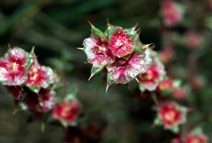 Living Rootless: The Trouble with Tumbleweeds