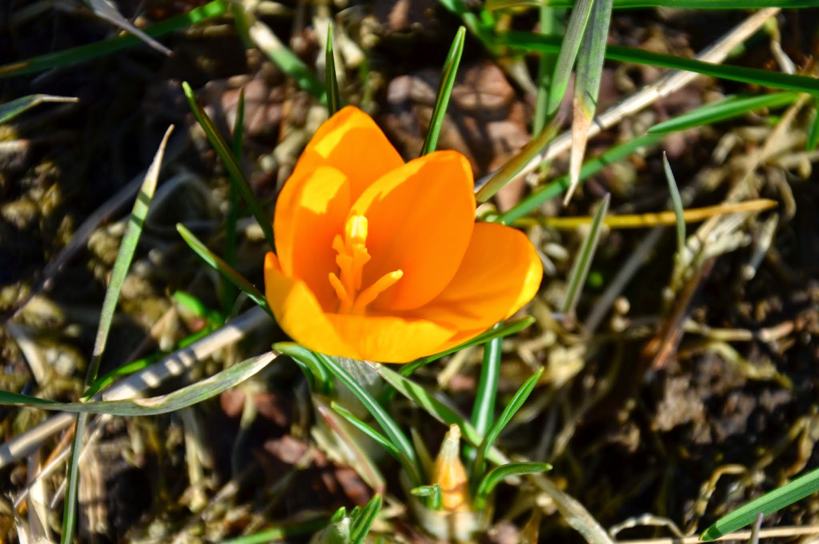House of Beckman: Vårbilder och vovvar med spring i benen!
