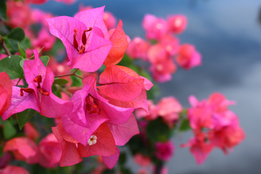 Ini Dia 10 Daftar Tanaman Hias yang Berbunga | Tanaman Magz