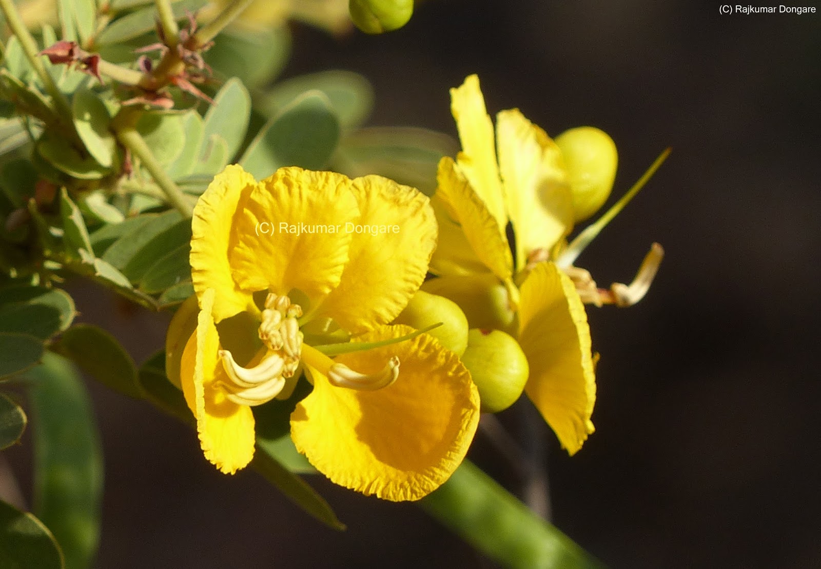 वनधन सह्याद्रीचे: Flowers: Tanner’s cassia, avaram, Maura tea tree ...