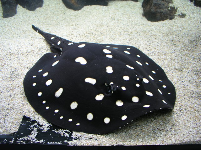 ZA FISH ACTION: Polka Dot Stingray (Potamotrygon leopoldi), Pari Hitam ...