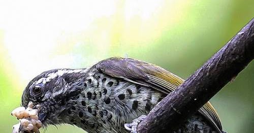 Speckled piculet photos | Birds of India | Bird World