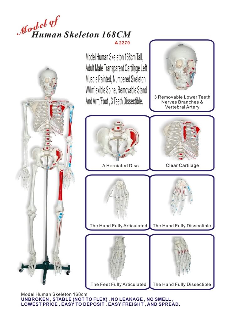 MD SUPPORT MARKETING: A2270 - MODEL OF HUMAN SKLETON 168CM