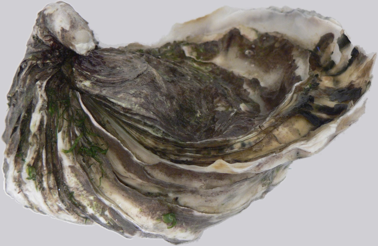 Ostra Japonesa (Crassostrea gigas)