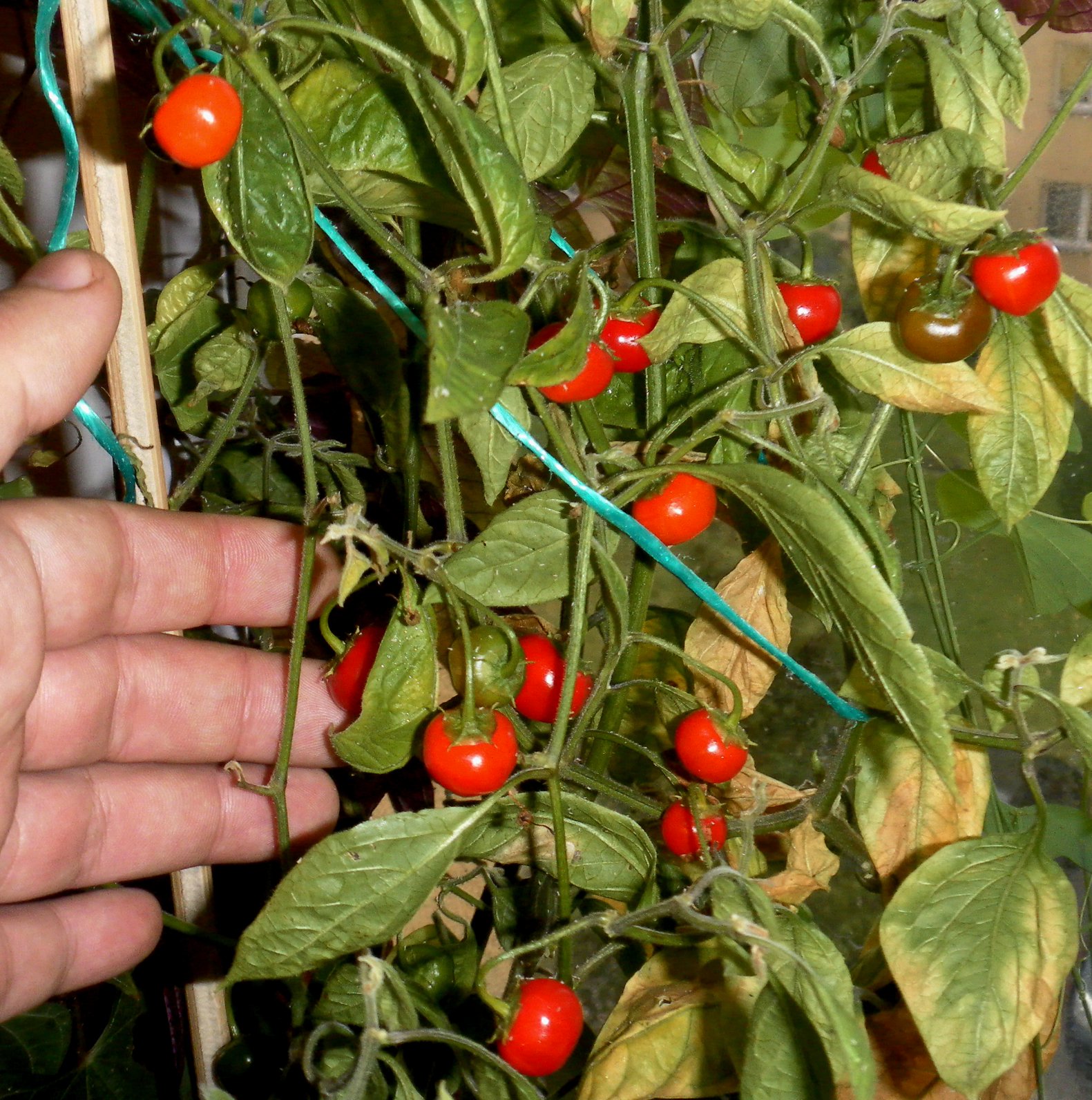 Scirpidiella's Plants: Rocopica, Ulupica Large (Capsicum cardenasii x ...