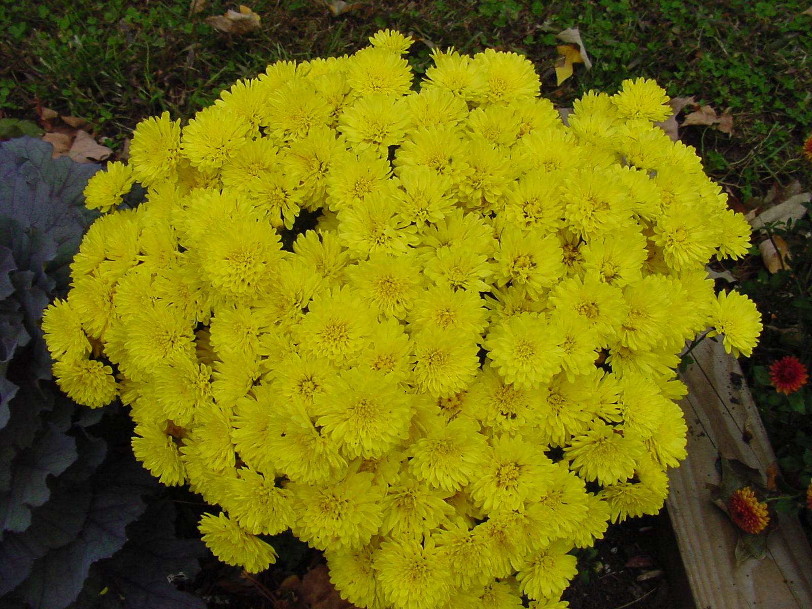 Beautiful Flowers: cherysanthmum