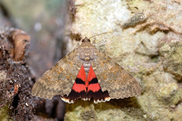 Maltese Nature: The red underwing