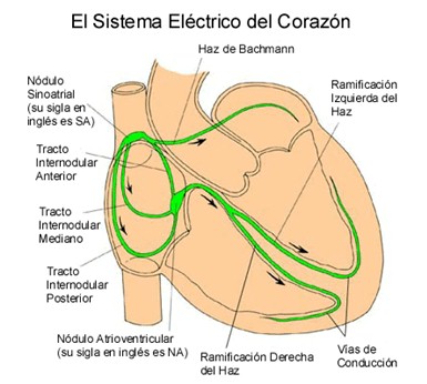 TAREA DE CARDIO : TAREA DE CARDIO RESUMEN