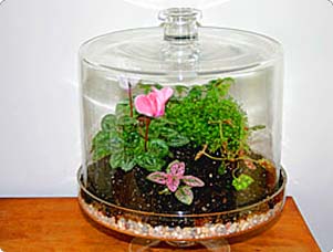 Little Miss Hypothesis - Lessons from the Science Lab: Classroom Terrariums
