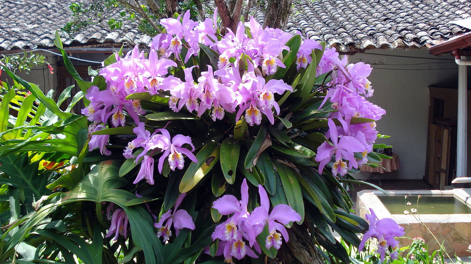 LA ORQUIDEA