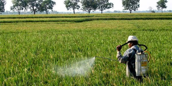 The Danger Of The Use Of Pesticides For Farmers. - Phieo2U