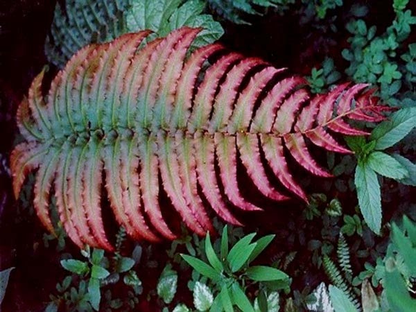 Another great fern - Chilean Hard fern (Blechnum Chilense)
