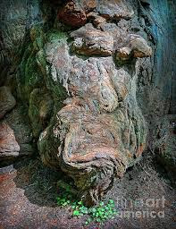 Ghost Hunting Theories: Anthropomorphic Trees