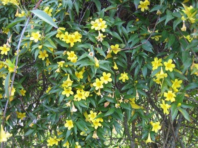 FLOWERING VINES IN CENTRAL FLORIDA, FLOWERING FLORIDA IN VINES CENTRAL ...