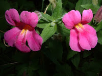 Flores que sanan el alma: Pink Monkeyflower