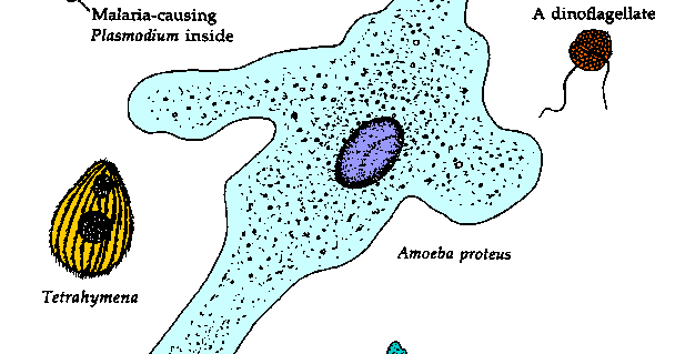 28+ Filum-filum Hewan Invertebrata Adalah, Gambar Spesial