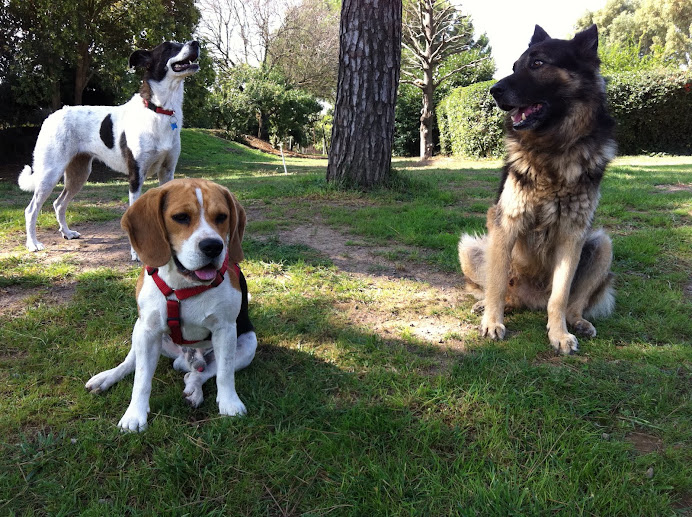 pensione per cani
