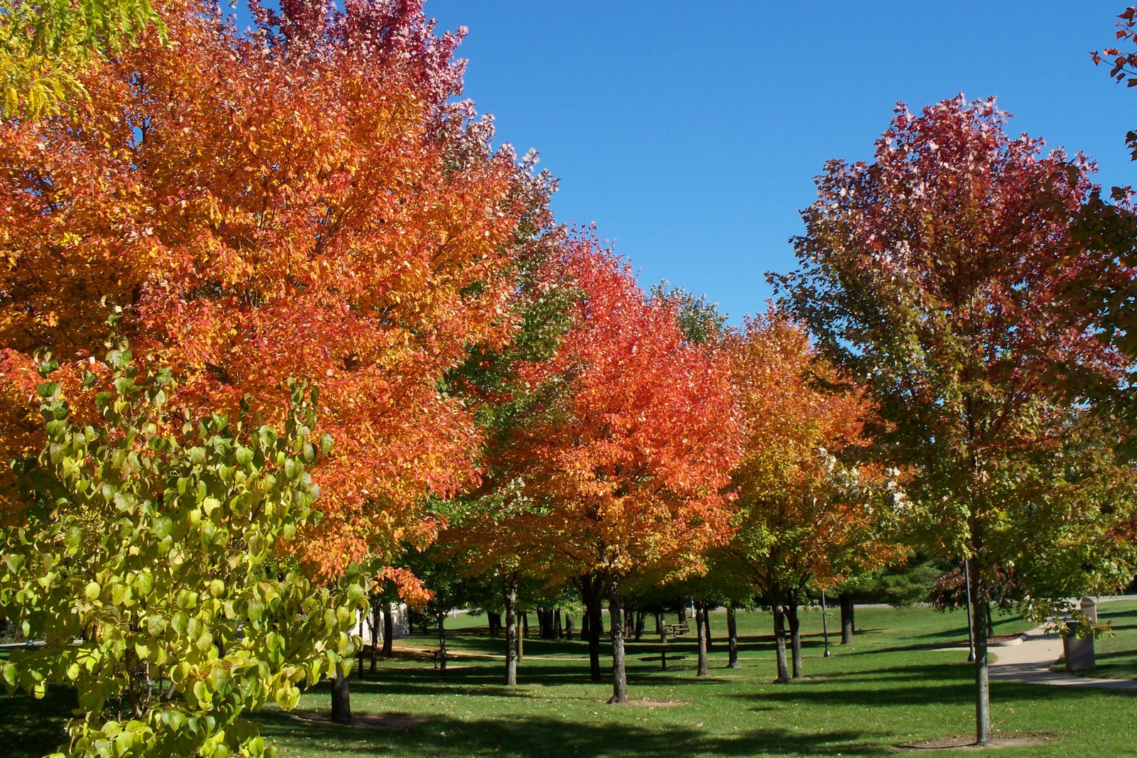 PlantPostings: One of America’s ‘best fall color drives’
