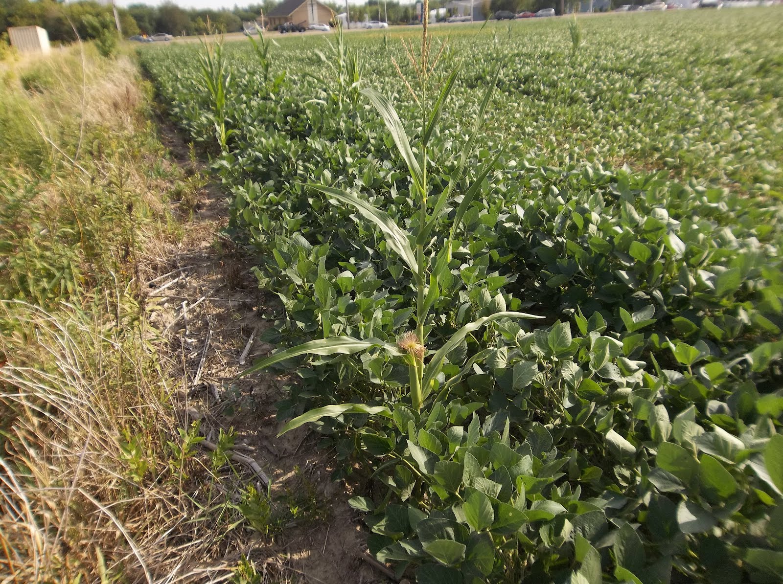 The Perennial Agriculturalist: mutant corn and the onset of wilt