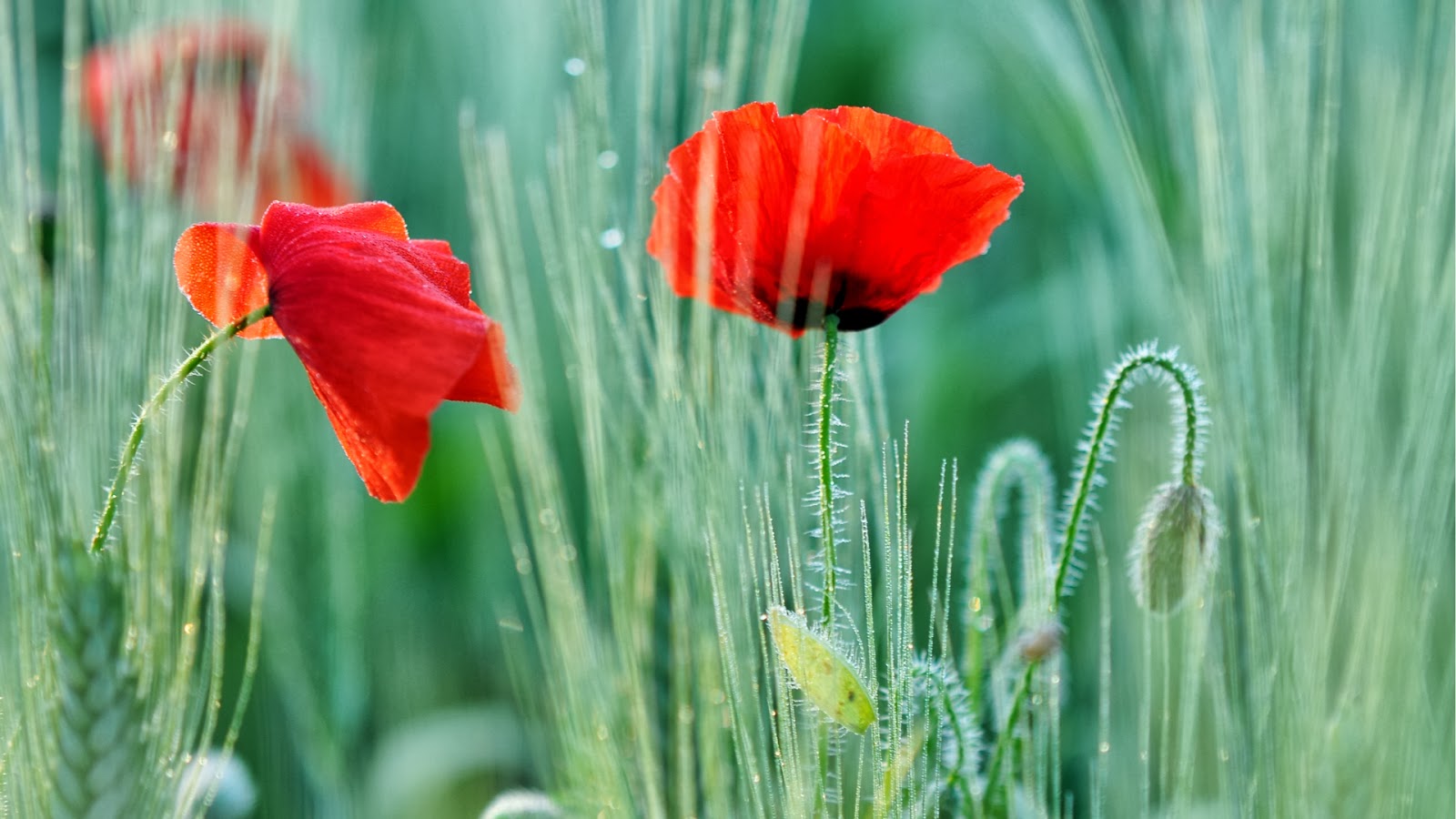 Red poppies