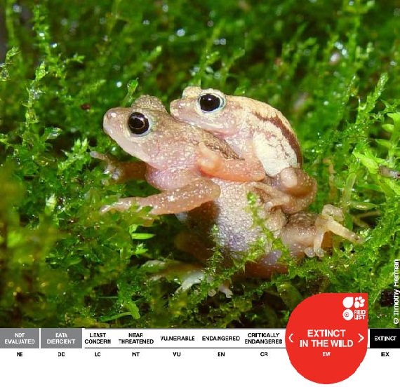 Species New to Science: [Herpetology • 2012] Kihansi Spray Toad ...