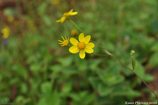 Kaas Plateau: Maharashtra’s own Valley of Flower