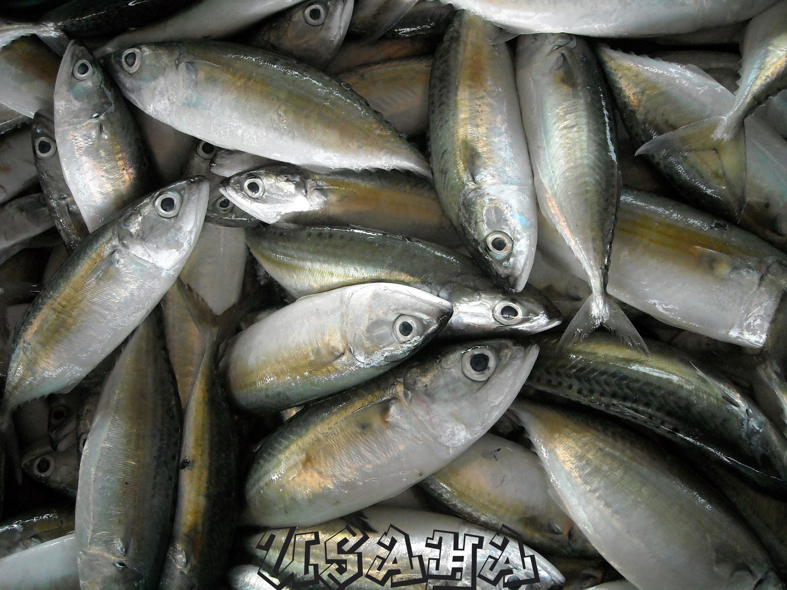 Usahasama Anak Anak Yatim (USAHA): Ikan Kembong
