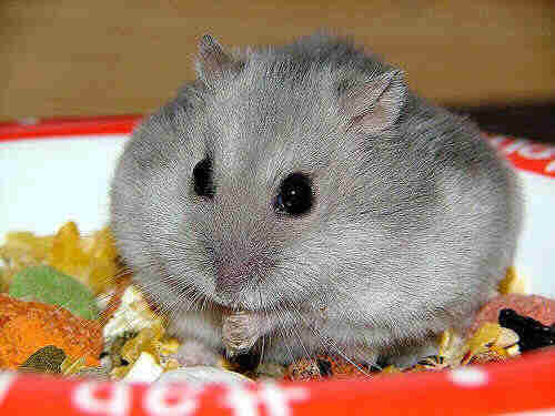 PuRpLe viOLet: hamsters