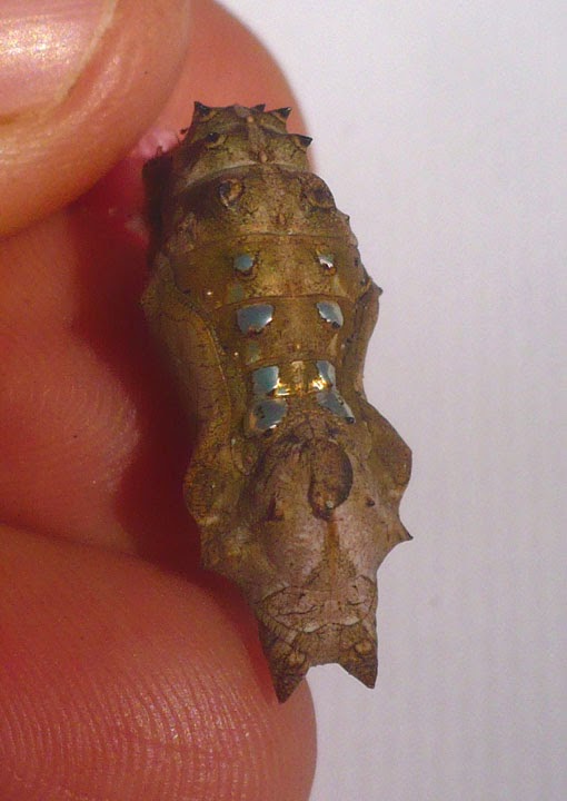 Question Mark Butterfly Chrysalis