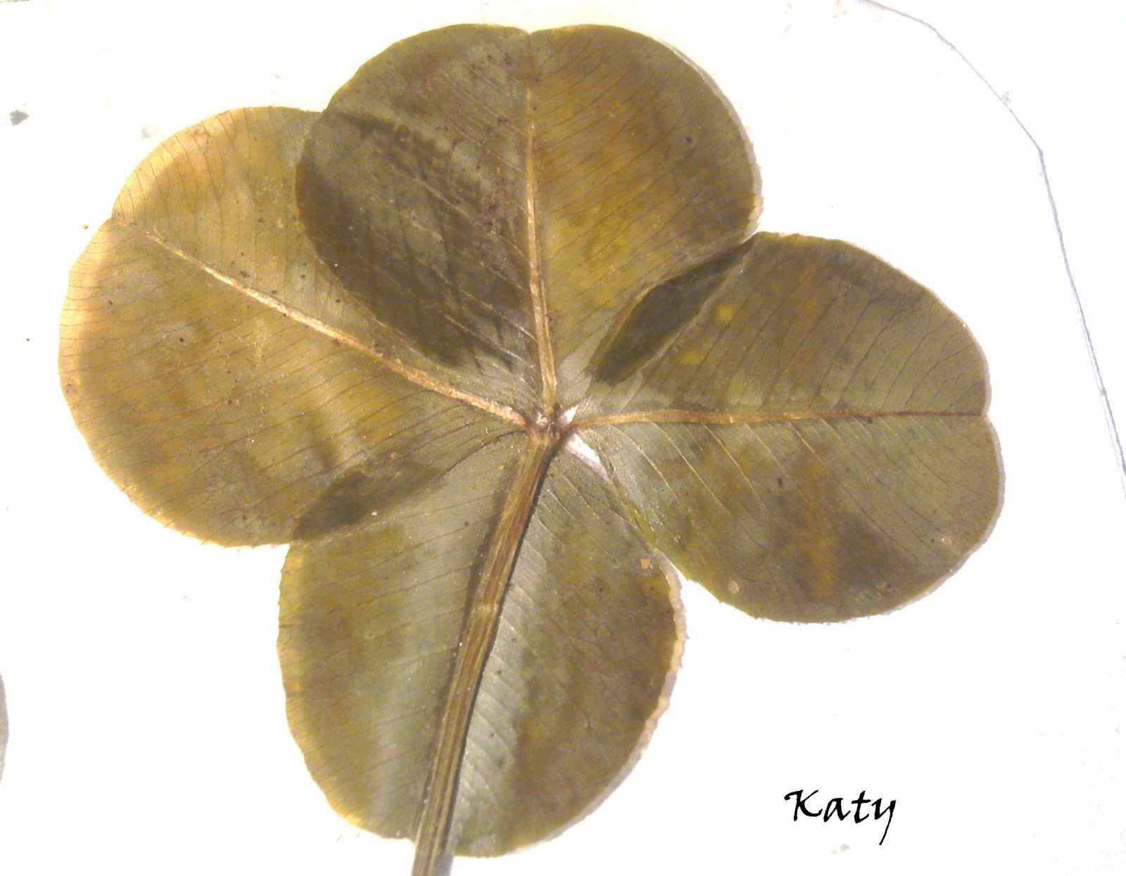 Tocando otros palillos: El trébol de 4 hojas ¿Suerte?