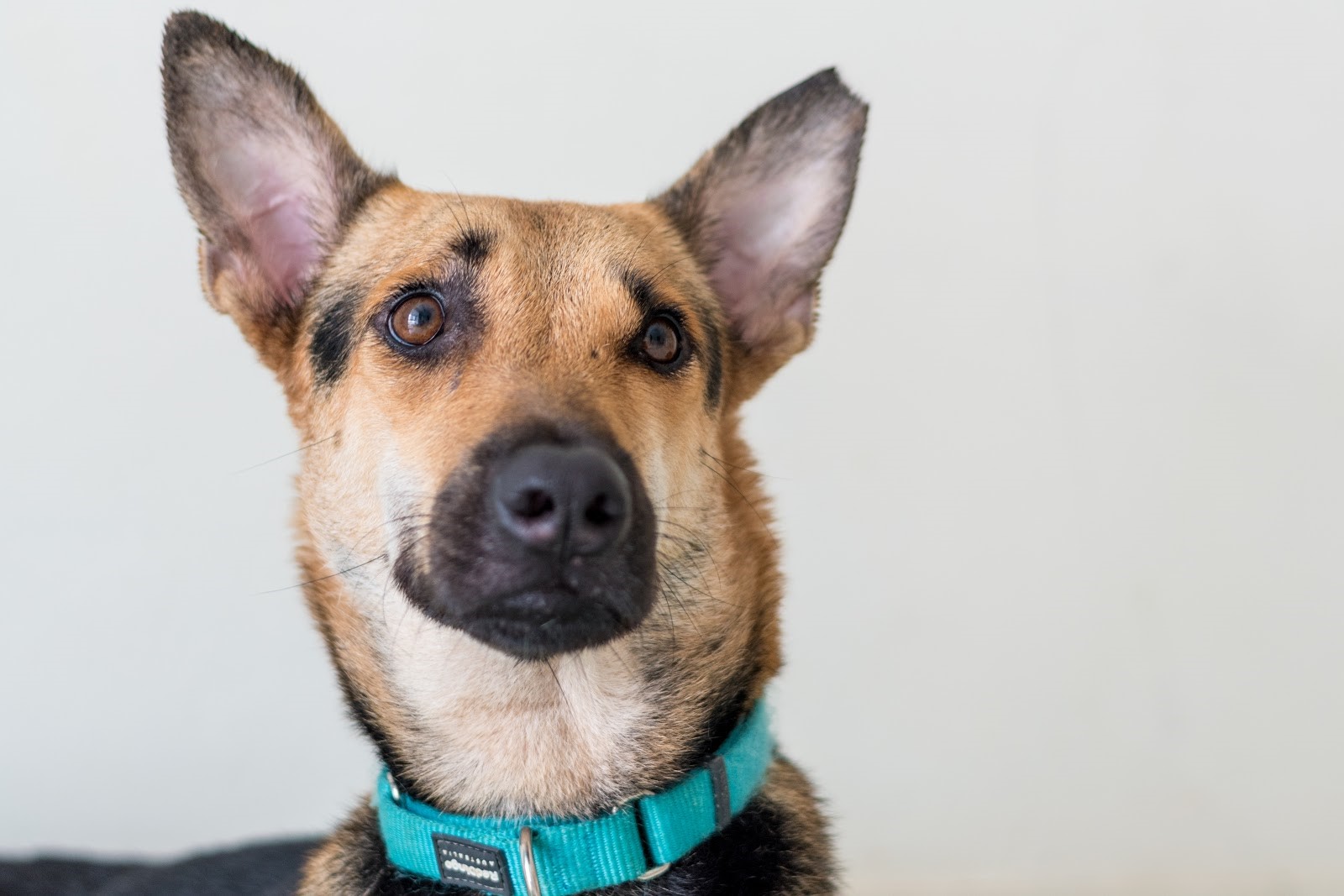 HOPE Dog Rescue: Vera's Updates