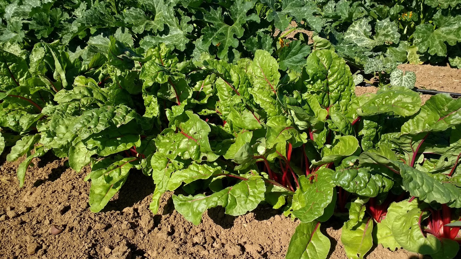 Life With Little Sprouts Farm: Vulcan Swiss Chard Available for Sale Now